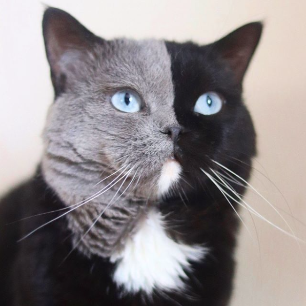 Narnia the Two-Faced Cat Becomes Father to Kitten in Each of His Colors
