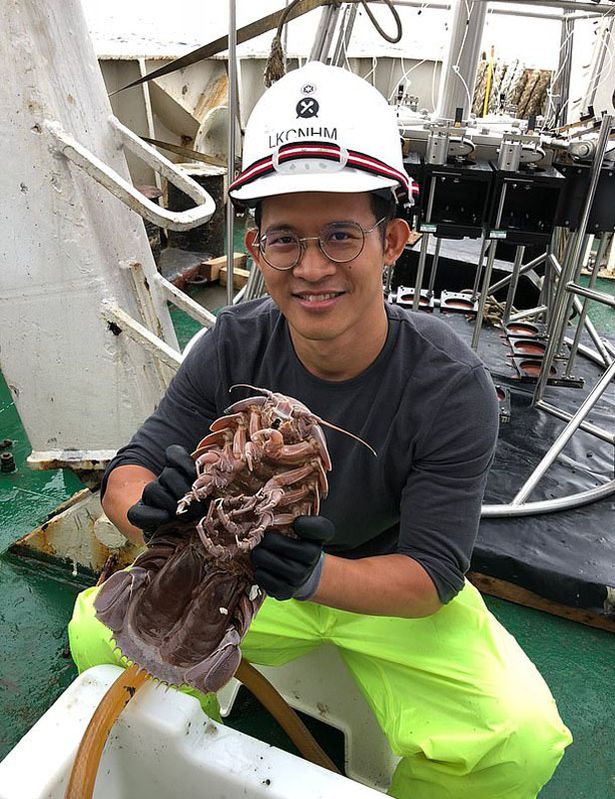 Giant Sea Cockroaches That Look Like Darth Vader Discovered