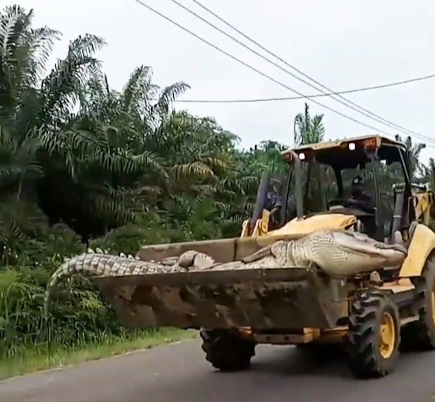 50 Years Old Crocodile Named 'The Demon' Was Captured And Beheaded By ...