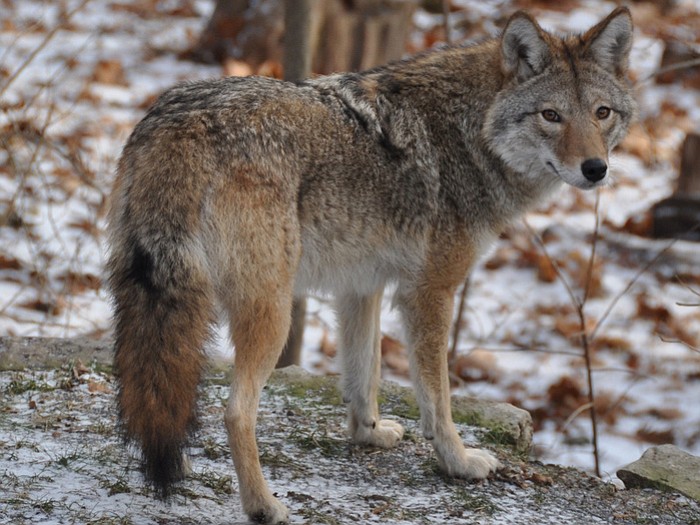 5 Most Shocking Hybrid Animals That Actually Exist