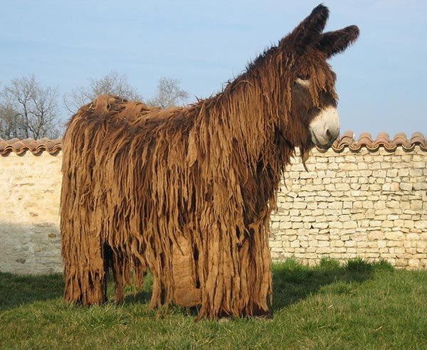 Meet Poitou Donkey, A Rare Donkey Breed That Grows Dreadlocks