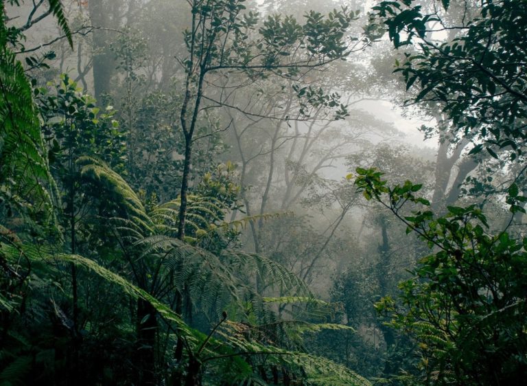 Here Is Everything You Need To Know About 5 Oldest Rainforests In The World