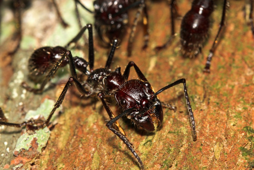 Small But Deadly! Be Careful With These 5 Most Dangerous Ants Bites!